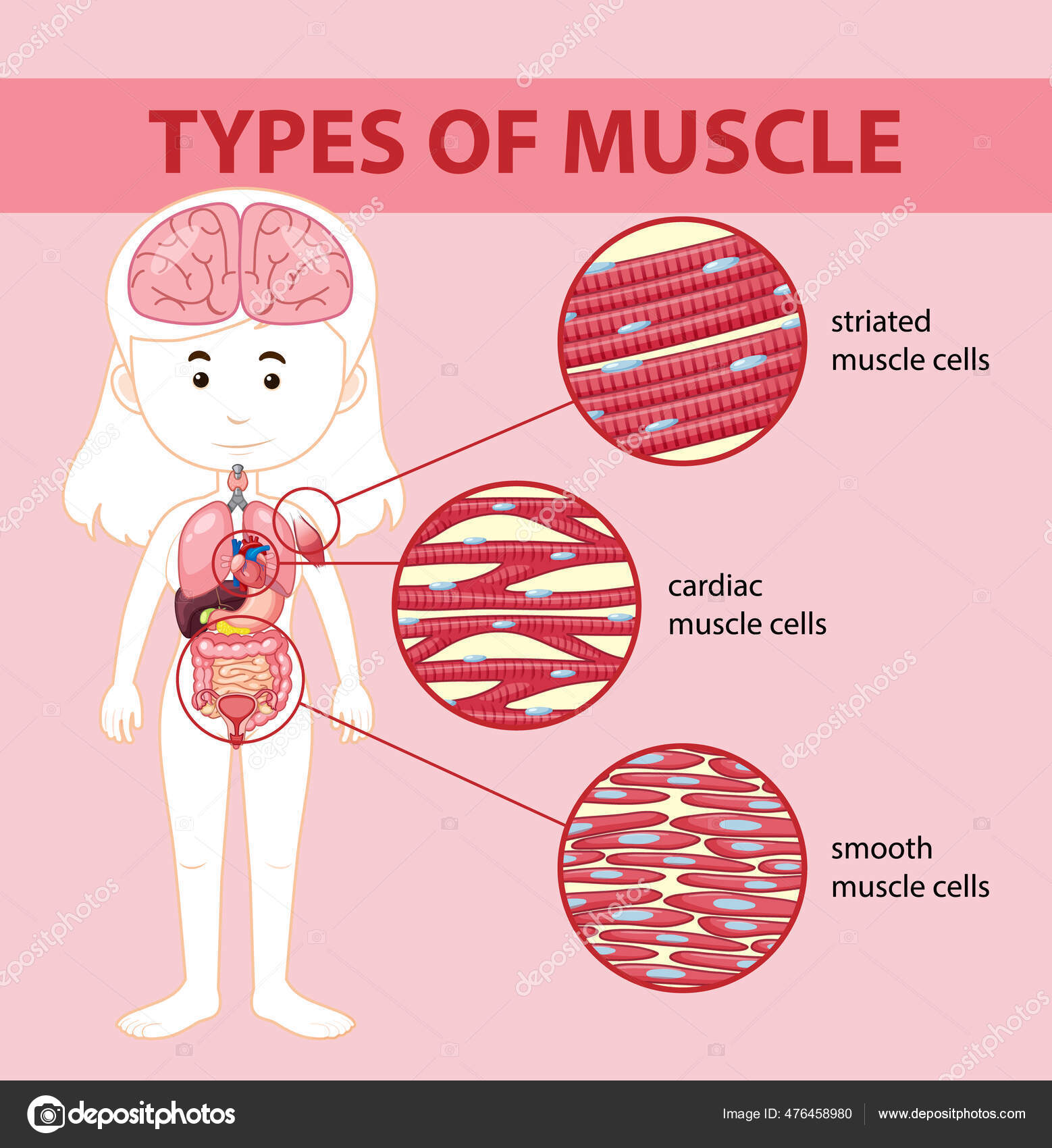 Types Muscle Cell Diagram Illustration Stock Vector Image by ©brgfx ...