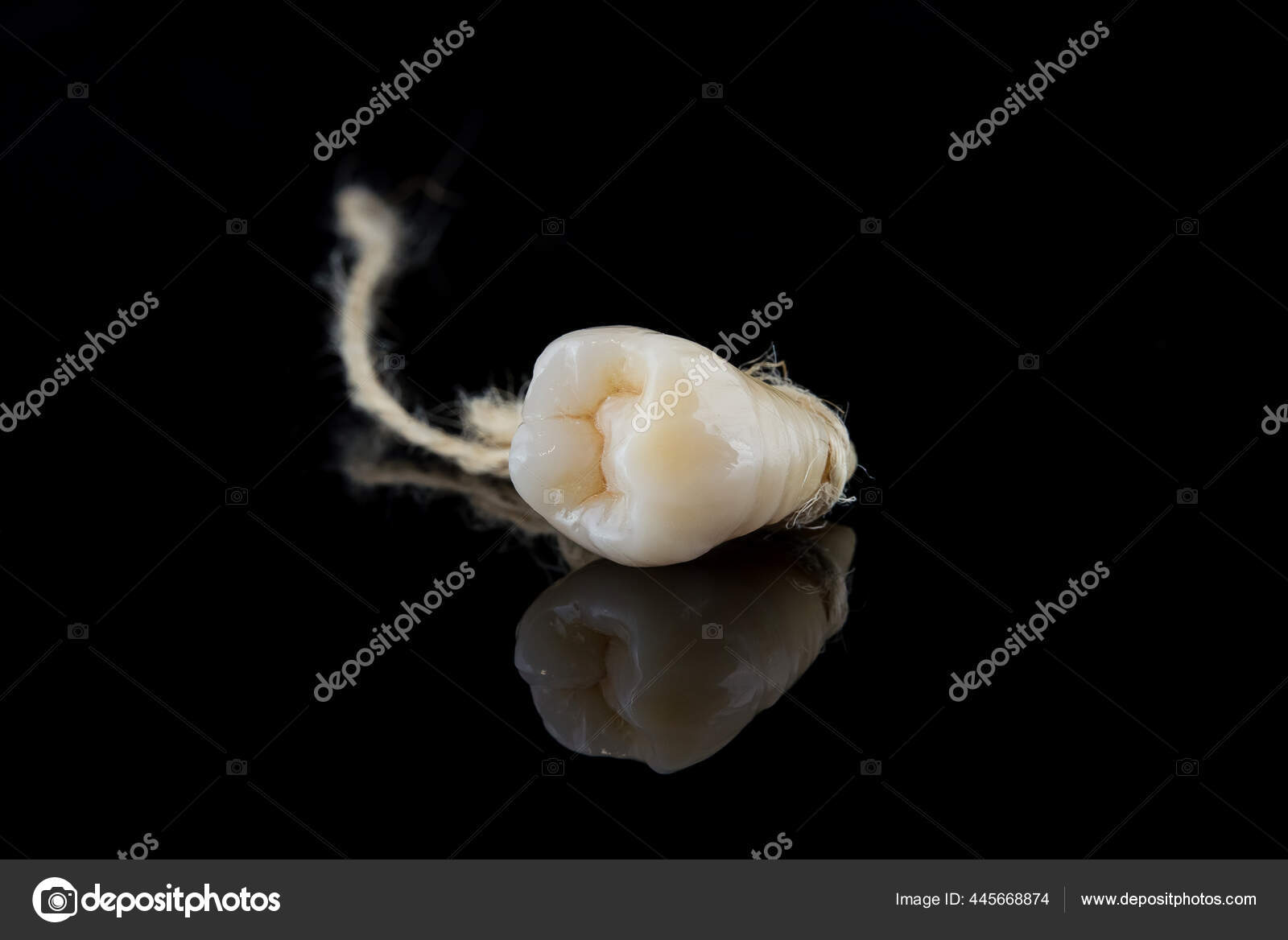 Tooth extracting method. Real human wisdom tooth hanging on thread ...