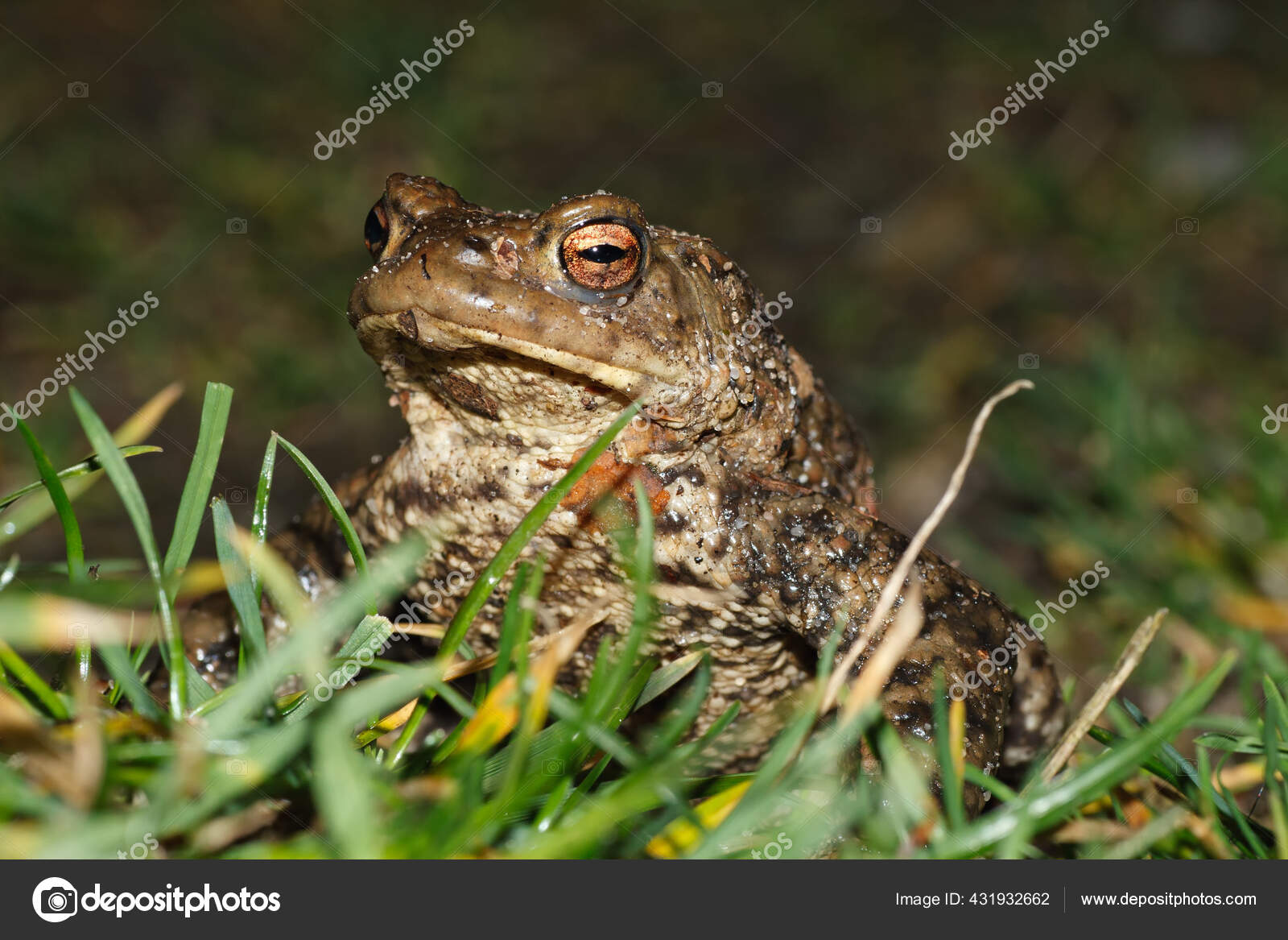 Sapo Tierra Jardín Sobre Hierba: fotografía de stock © BerndWolter ...