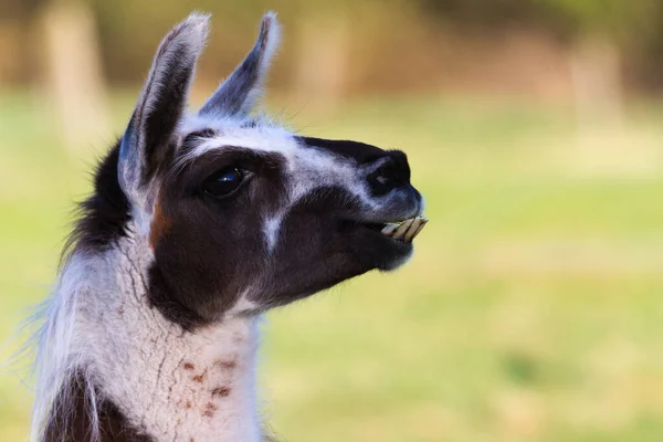 Dientes de burro fotos de stock, imágenes de Dientes de burro sin ...
