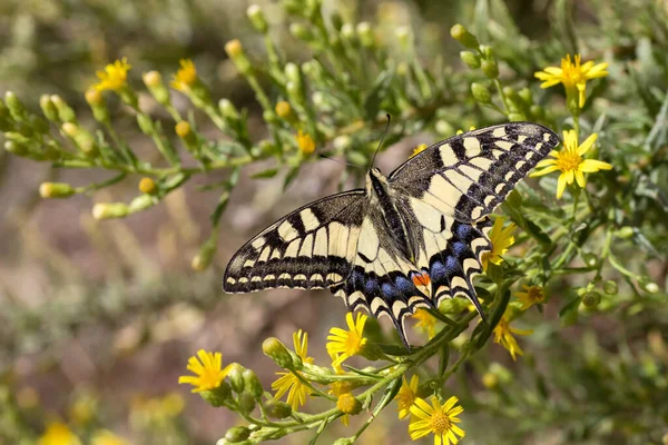Papillon chevalier images libres de droit, photos de Papillon chevalier ...